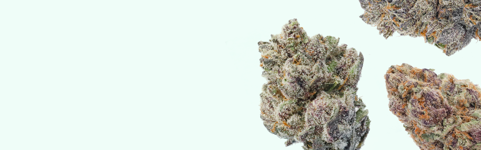 The Hemp Collect: Award-winning Live Resin, THCa & Cannabis Products